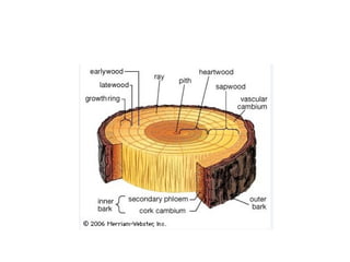 Macrostructure of wood | PPT