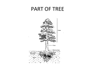 Macrostructure of wood | PPT