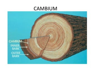 Macrostructure of wood | PPT