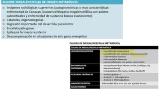 macro y microcefalia | PPTX