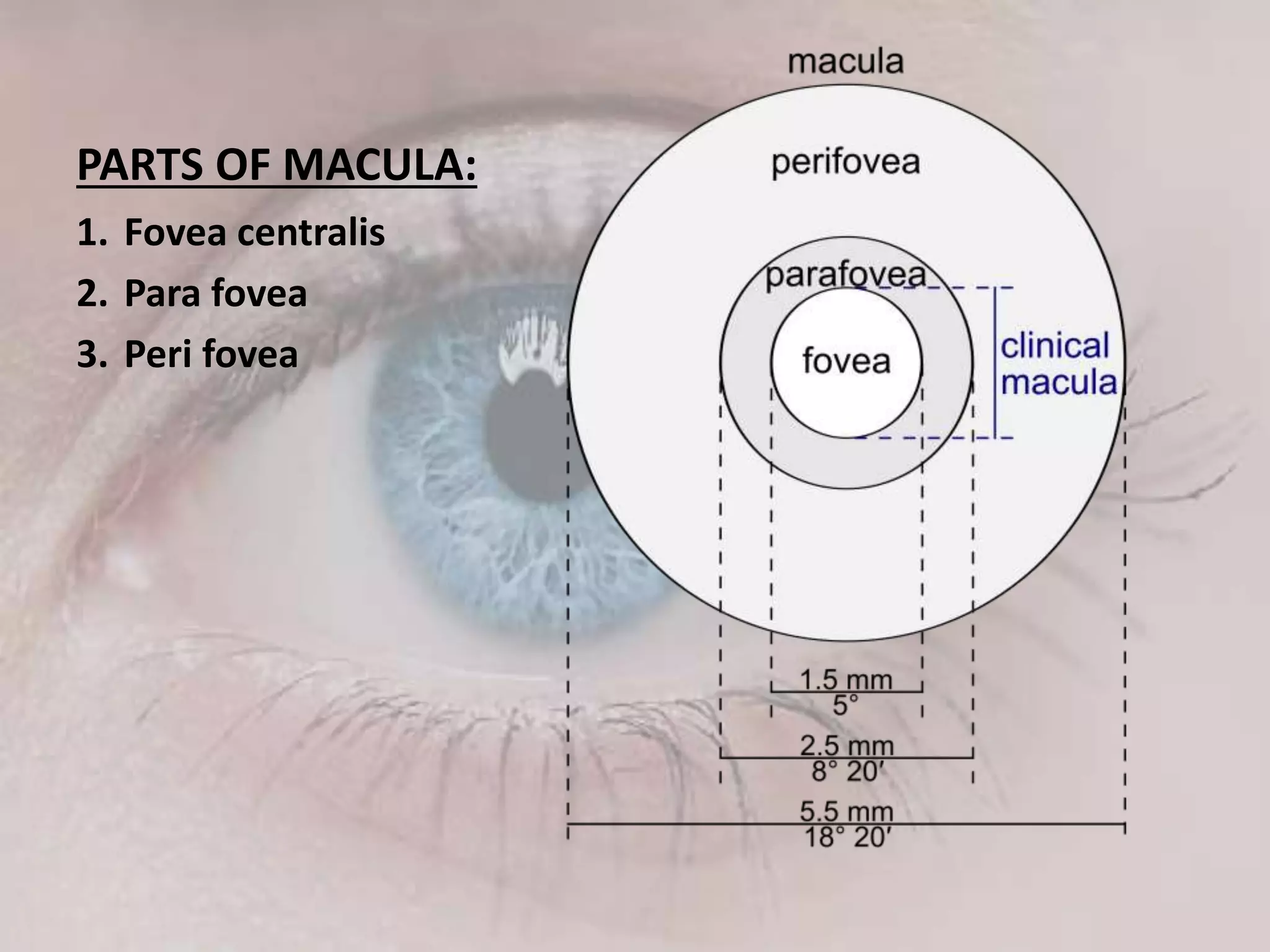 MACULAR DISORDERS.pptx