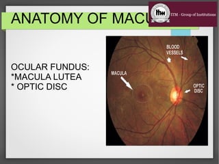 Macular function test | ODP