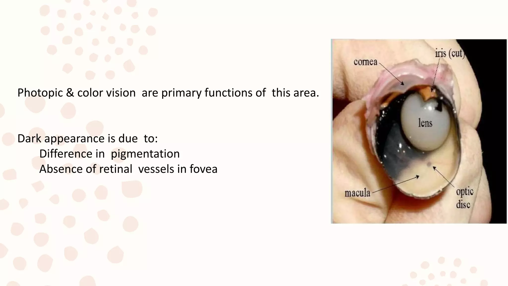 Macular function test | PPTX