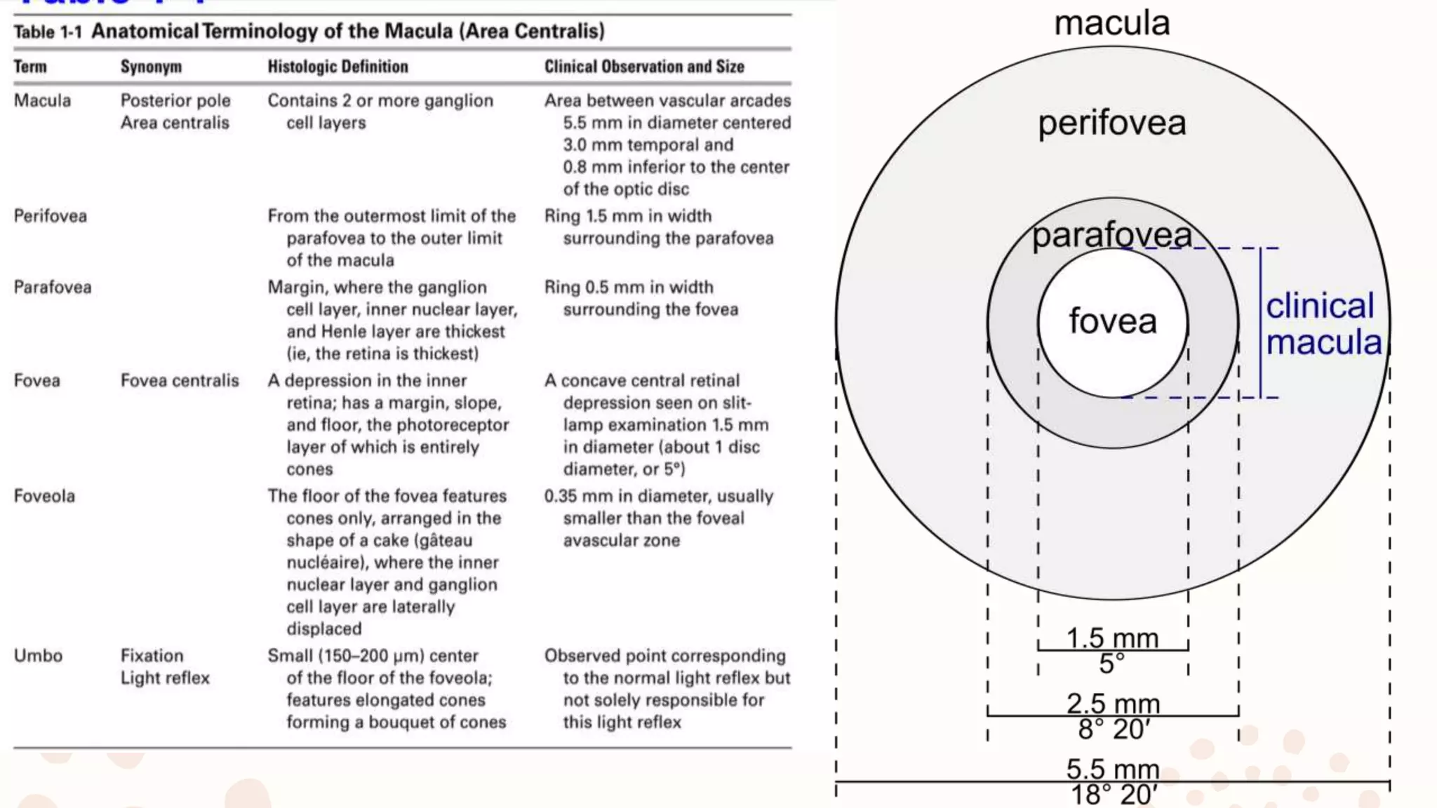 Macular function test | PPTX