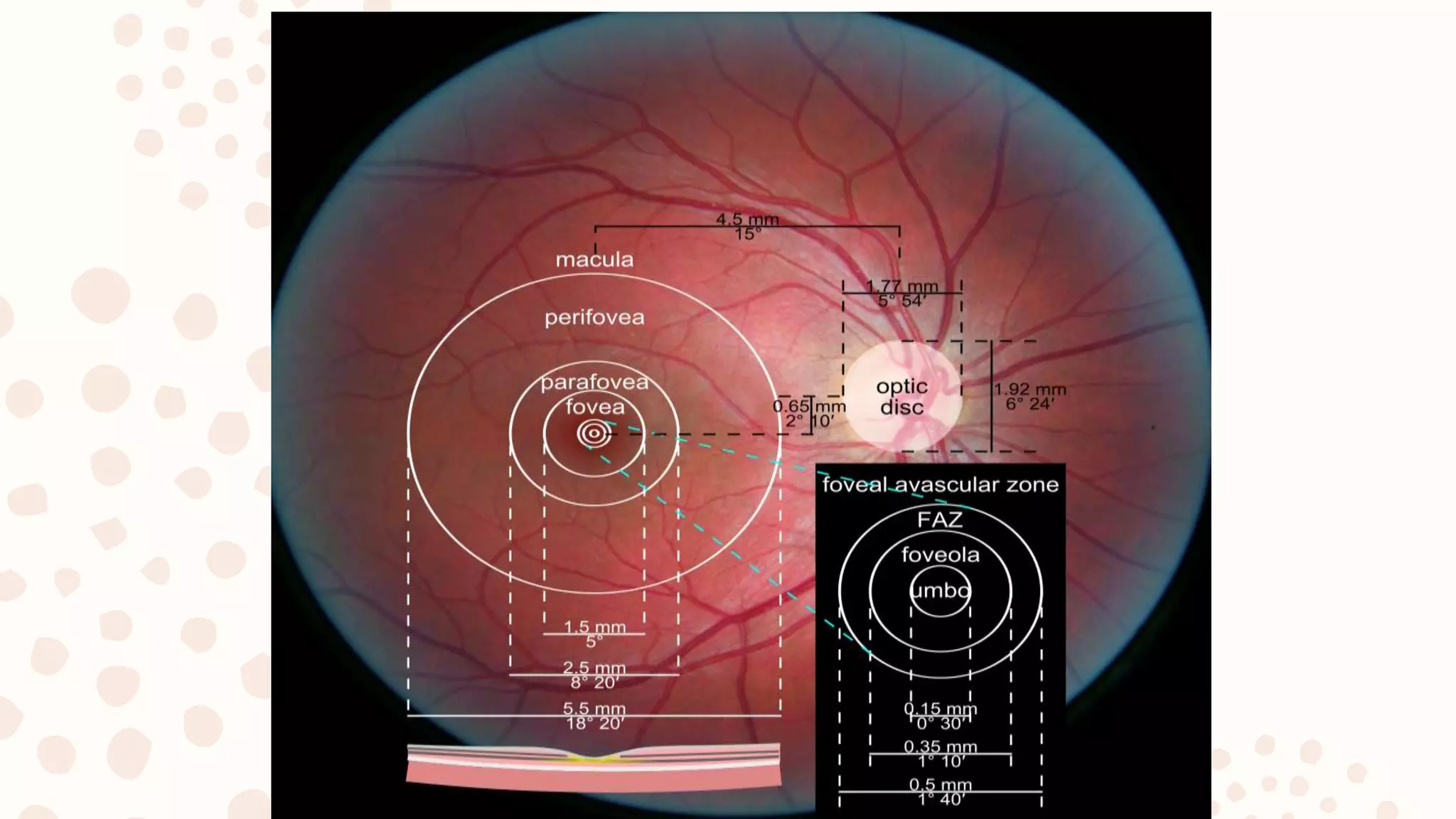 Macular function test | PPTX