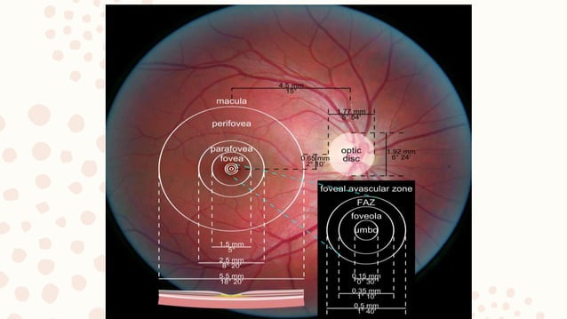 Macular function test | PPTX