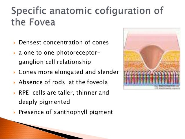 Macularfunctiontests seminar