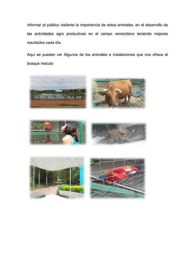 parque tematico Bosque Macuto | PDF | South America Travel | Travel ...