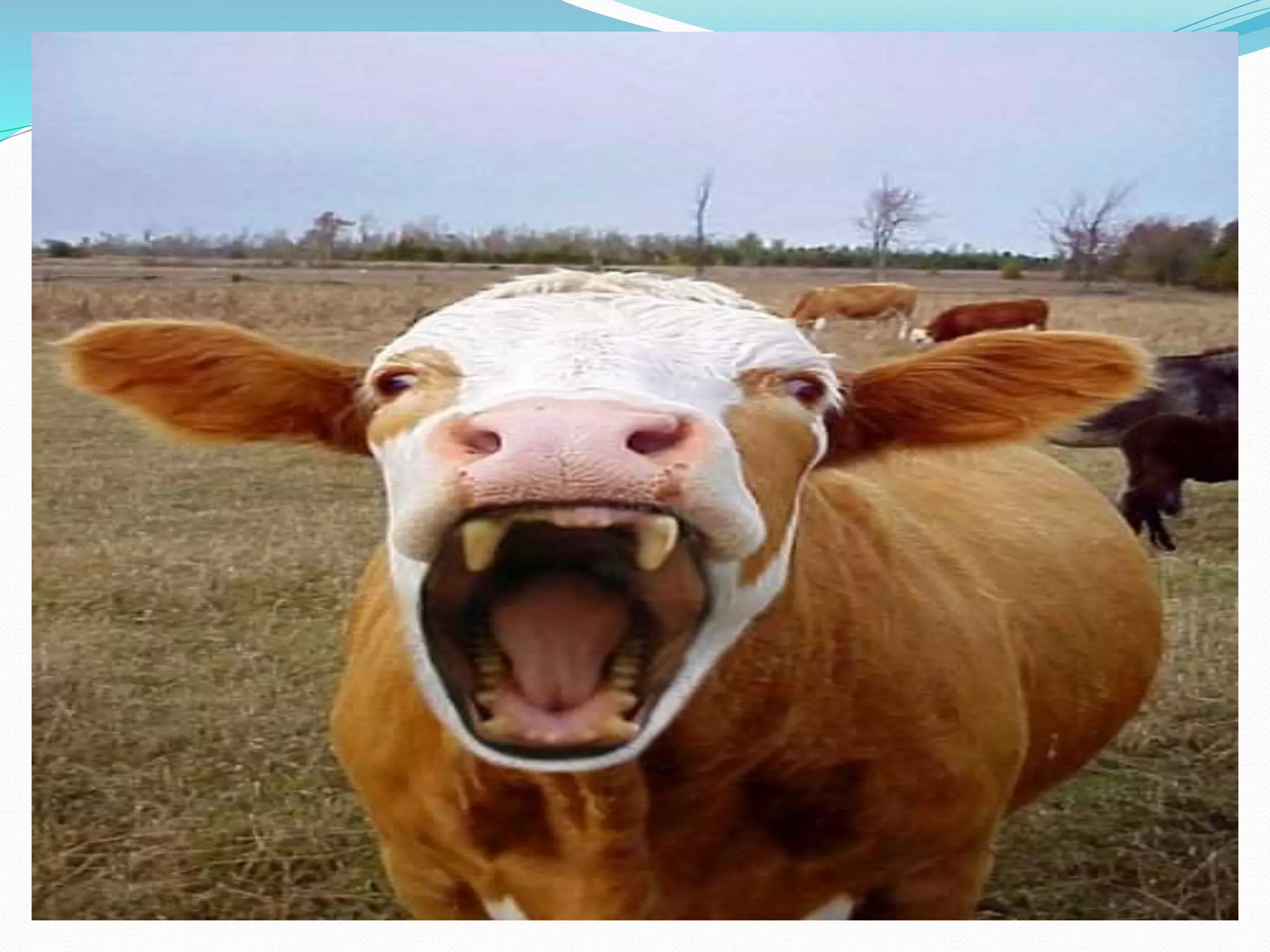 BOVINE SPONGIFORM ENCEPHALOPHATHY (BSE), MAD COW | PPTX | Brain and ...