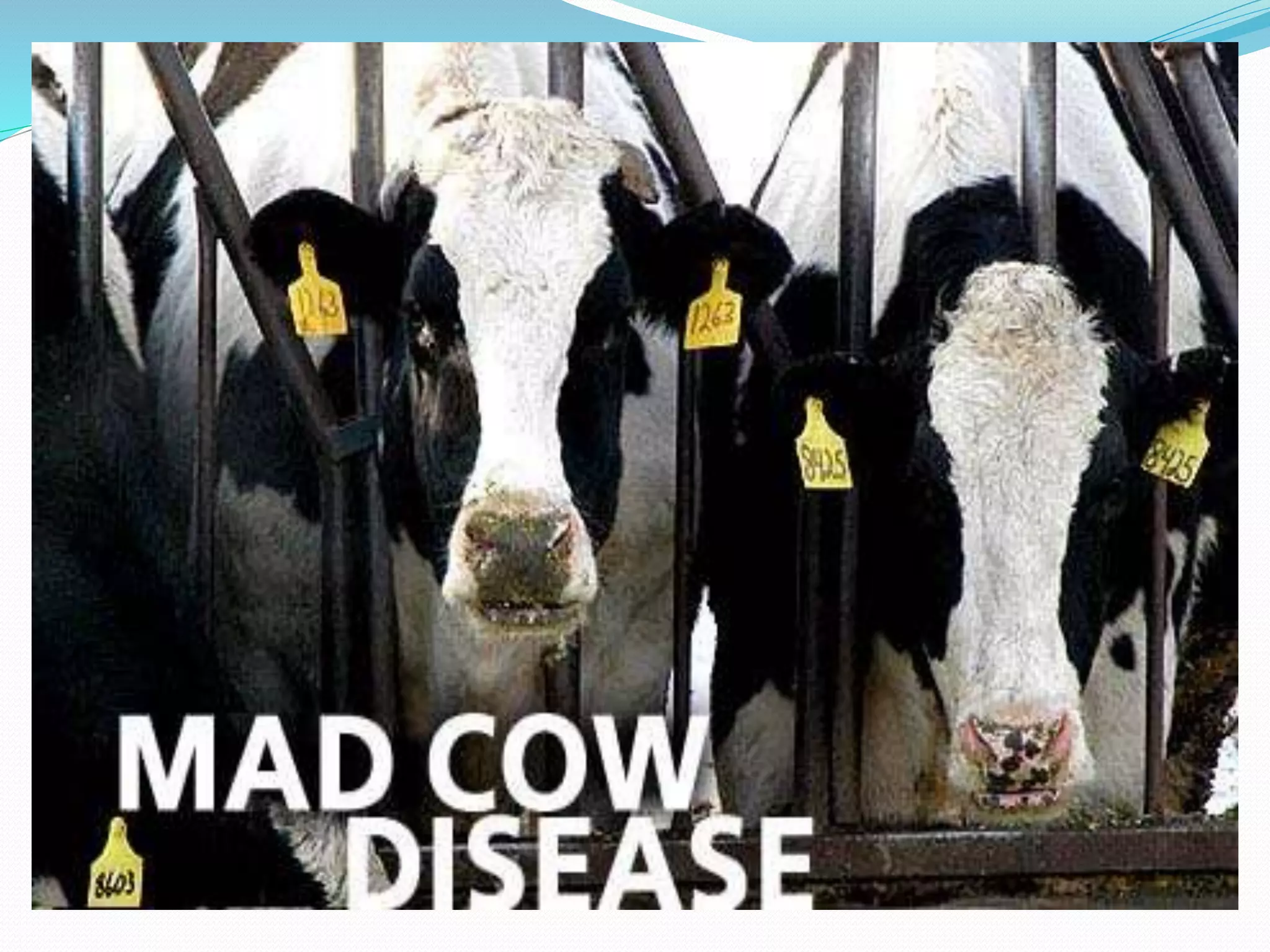 BOVINE SPONGIFORM ENCEPHALOPHATHY (BSE), MAD COW | PPTX