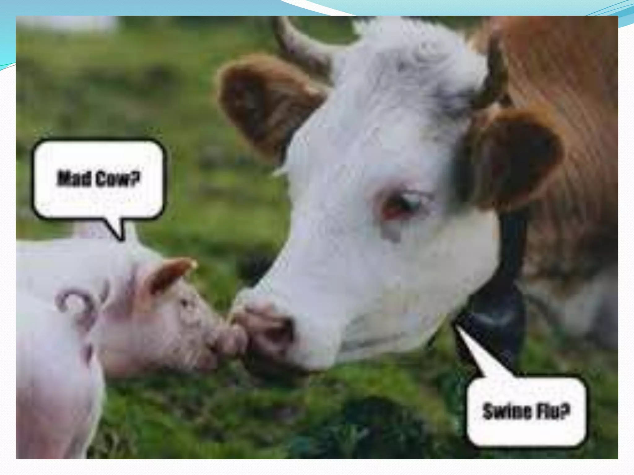 BOVINE SPONGIFORM ENCEPHALOPHATHY (BSE), MAD COW | PPTX