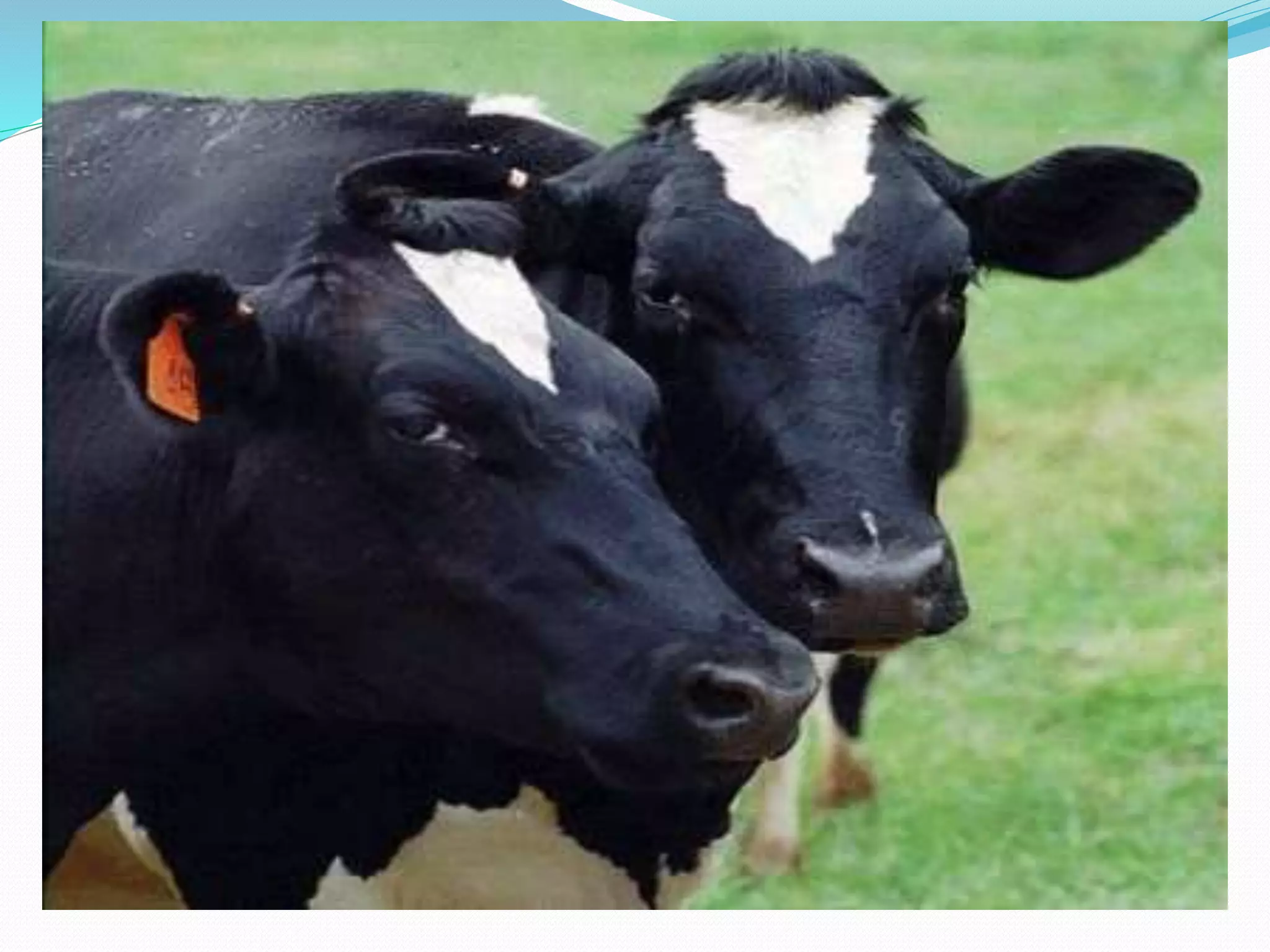 BOVINE SPONGIFORM ENCEPHALOPHATHY (BSE), MAD COW | PPTX