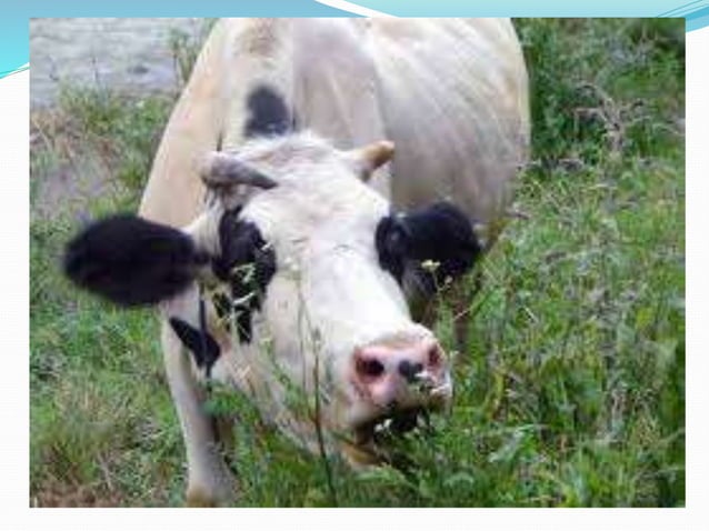 BOVINE SPONGIFORM ENCEPHALOPHATHY (BSE), MAD COW | PPTX | Brain and ...