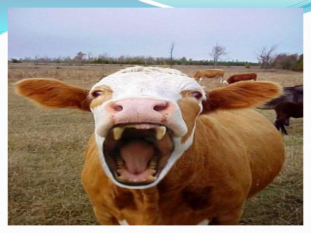 BOVINE SPONGIFORM ENCEPHALOPHATHY (BSE), MAD COW | PPTX | Brain and ...