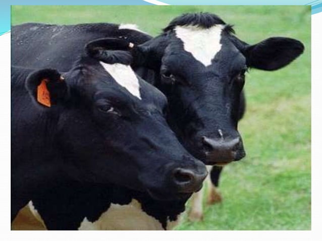 BOVINE SPONGIFORM ENCEPHALOPHATHY (BSE), MAD COW | PPTX | Brain and ...