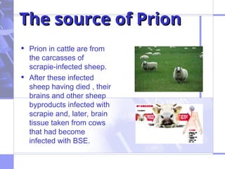 Mad cow disease of human beings important.ppt