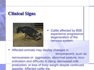 Mad cow disease of human beings important.ppt