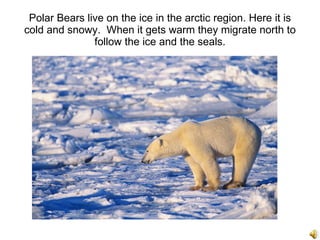 Maddie and the polar bear | PPT