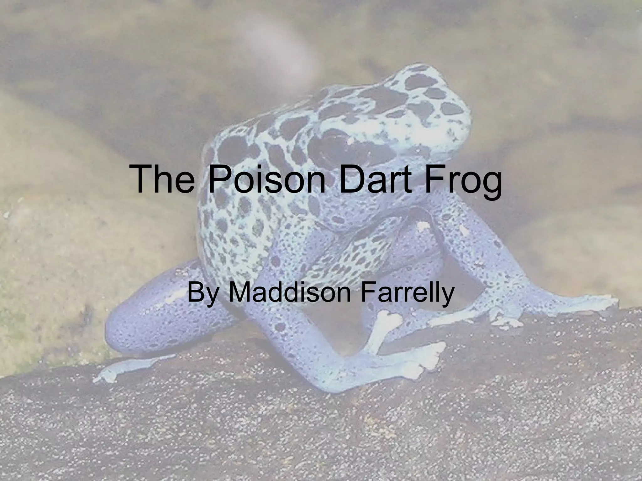 Maddison the poison dart frog | PPT | Zoos & Aquariums | Attractions