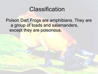 Maddison the poison dart frog | PPT | Zoos & Aquariums | Attractions