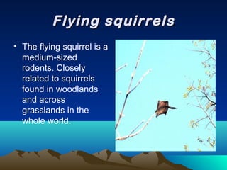 Land animals | PPT