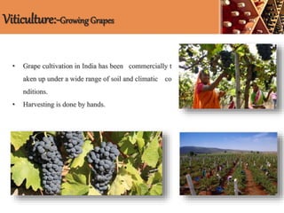 Wines made in India | PPT