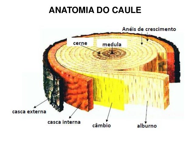 Madeira (Propriedades, Processos de Fabricação e Aplicações)