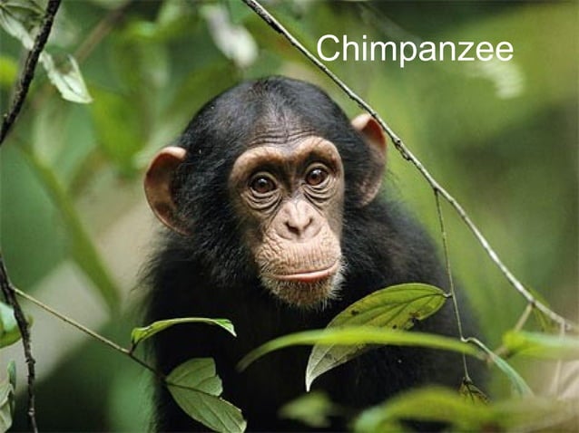 Chimpanzee | PPT