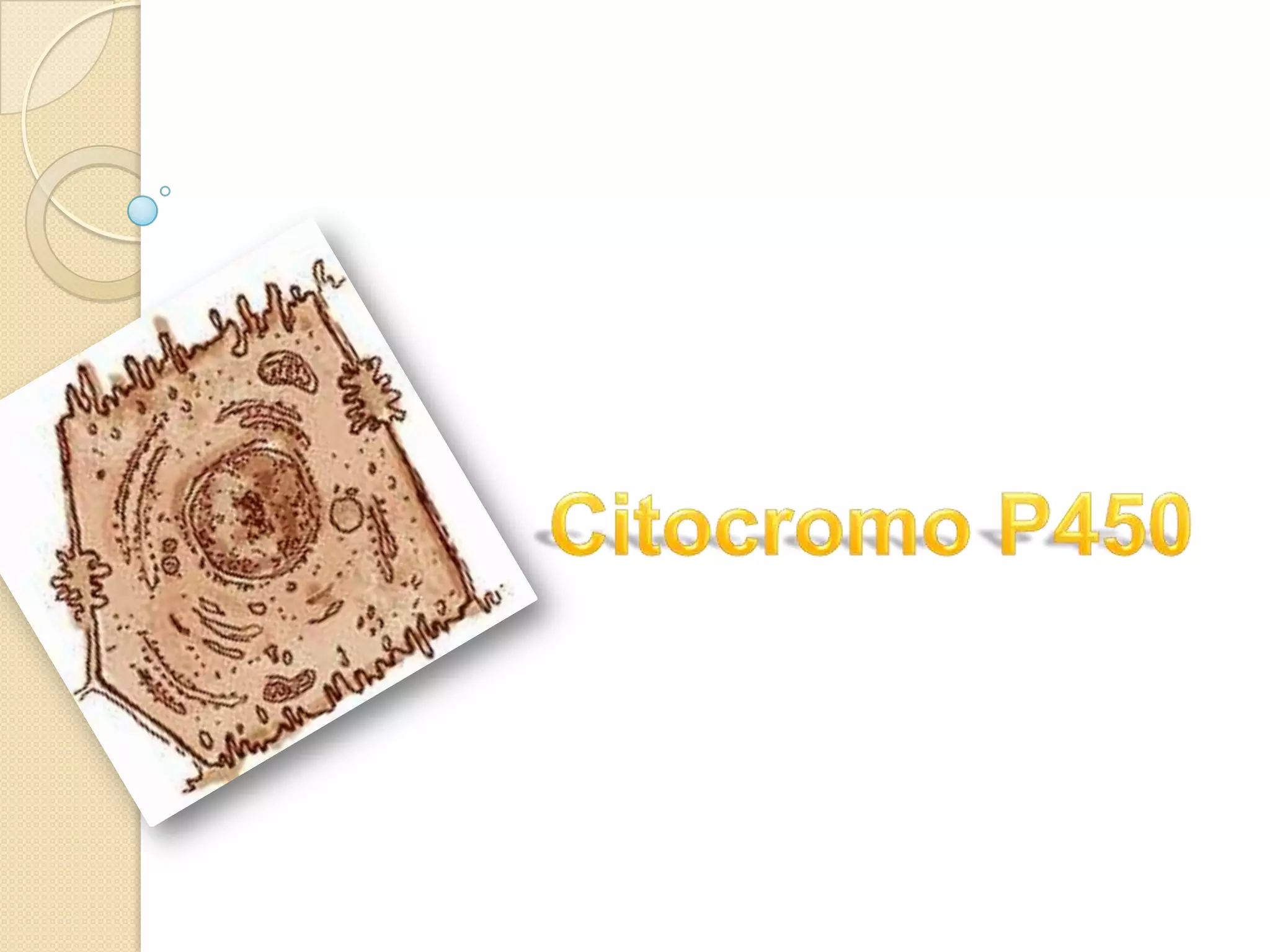 Citocromo P450 | PPTX