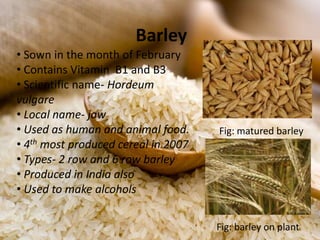 cereals | PPTX