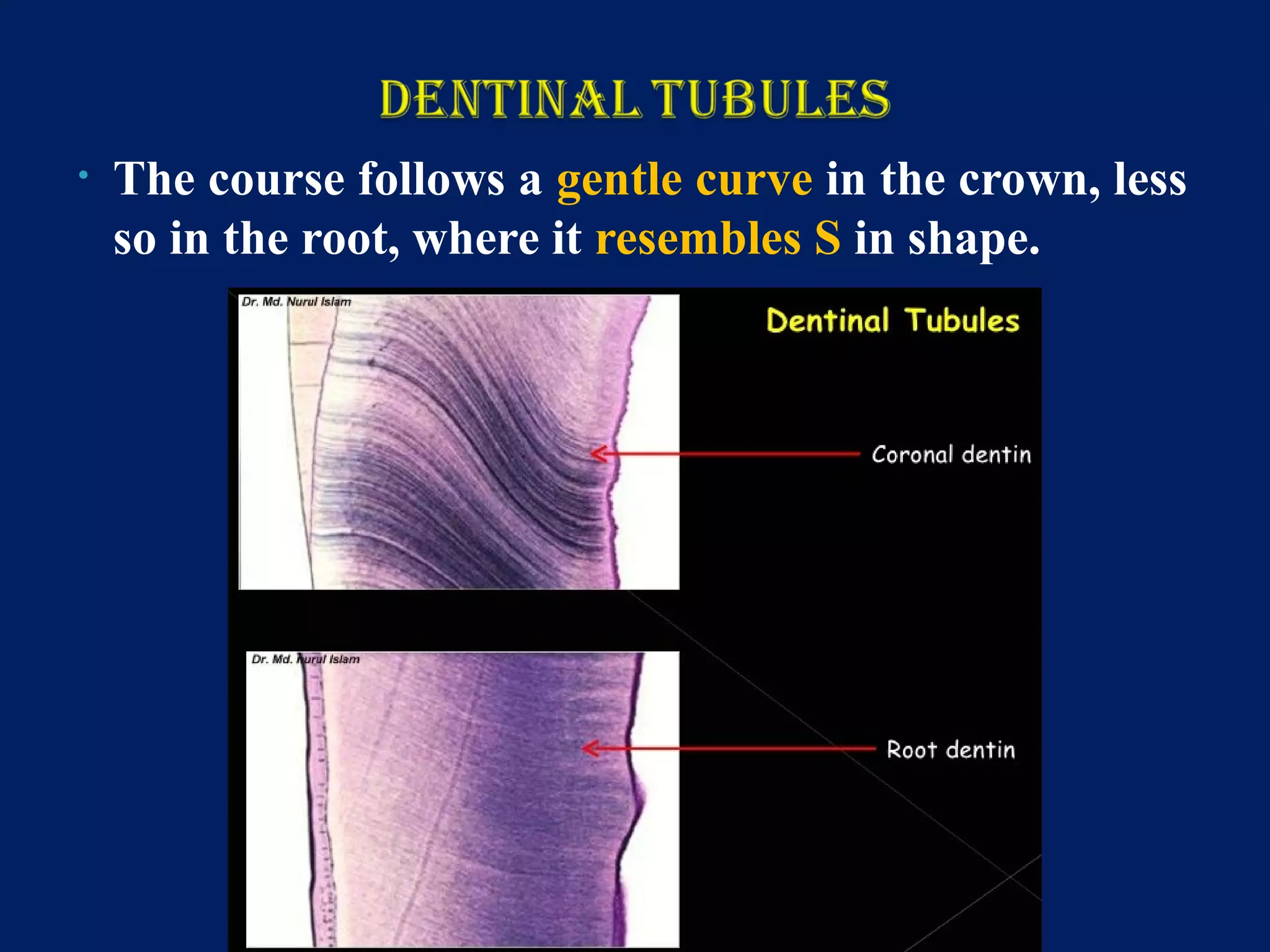 Tooth Dentin and dentinogenesis ppt | PPT