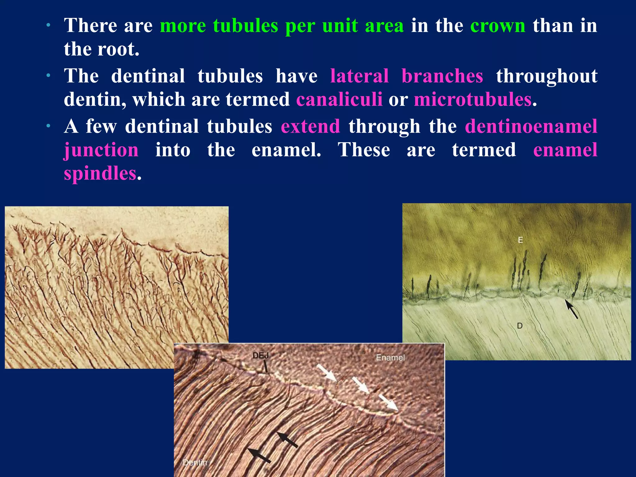 Tooth Dentin and dentinogenesis ppt | PPT