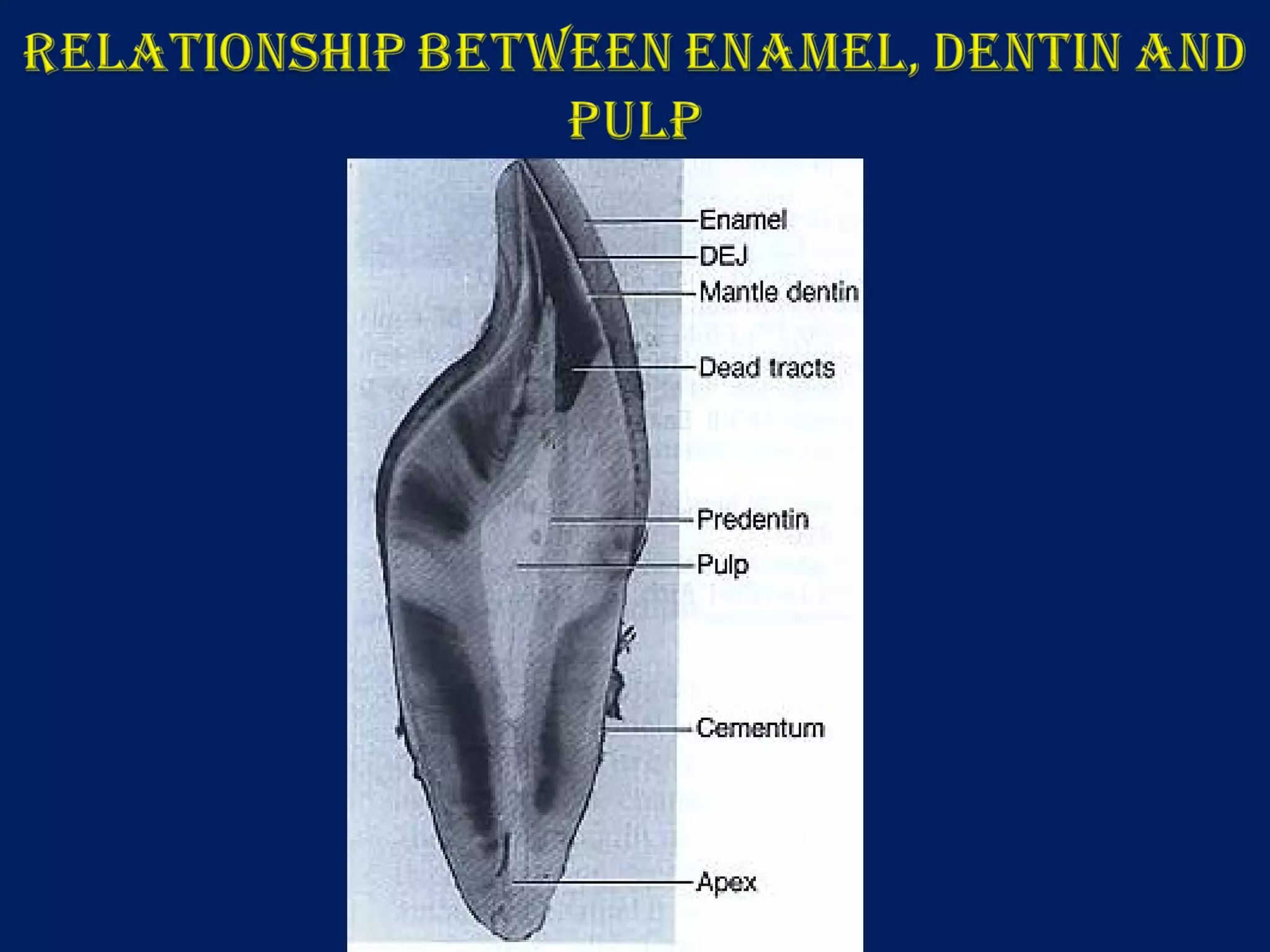 Tooth Dentin and dentinogenesis ppt | PPT