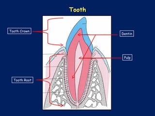Tooth Dentin and dentinogenesis ppt | PPT