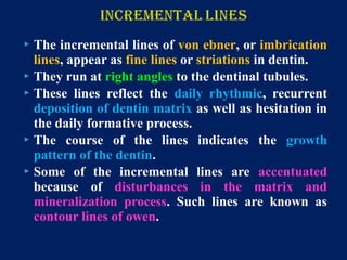 Incremental Lines Of Von Ebner
