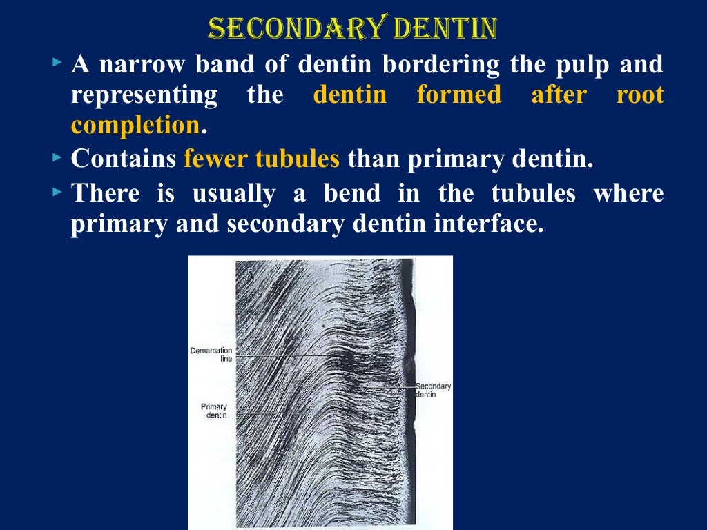 Tooth Dentin and dentinogenesis ppt