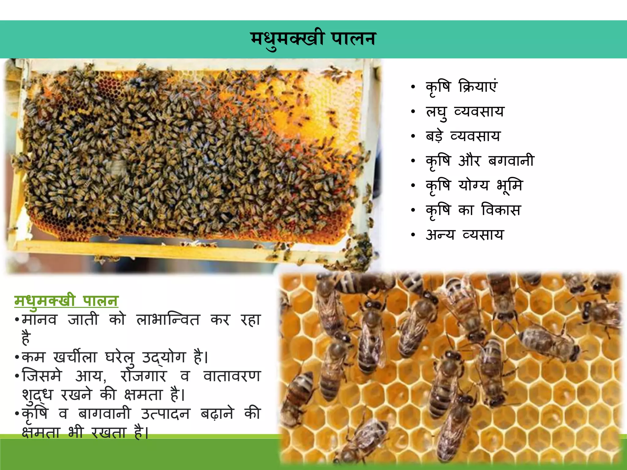 Madhumakkhi Palan | PPTX