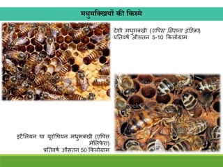 Madhumakkhi Palan | PPTX