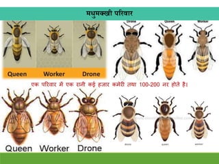 Madhumakkhi Palan | PPTX
