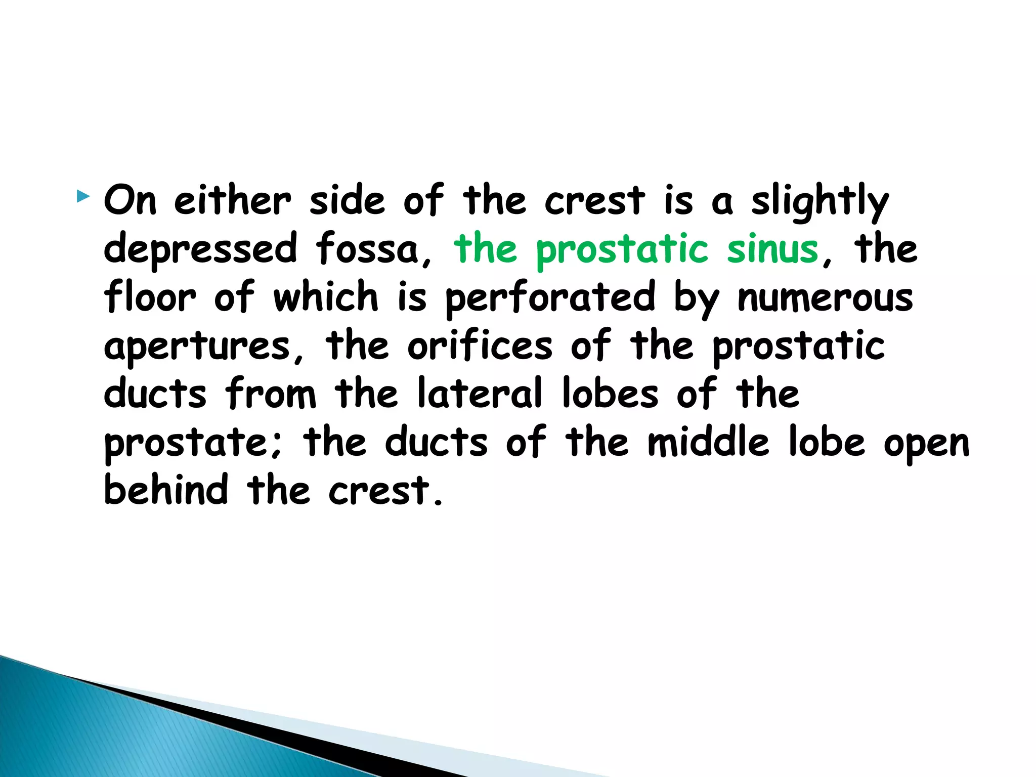 anatomy of male urethra | PPT