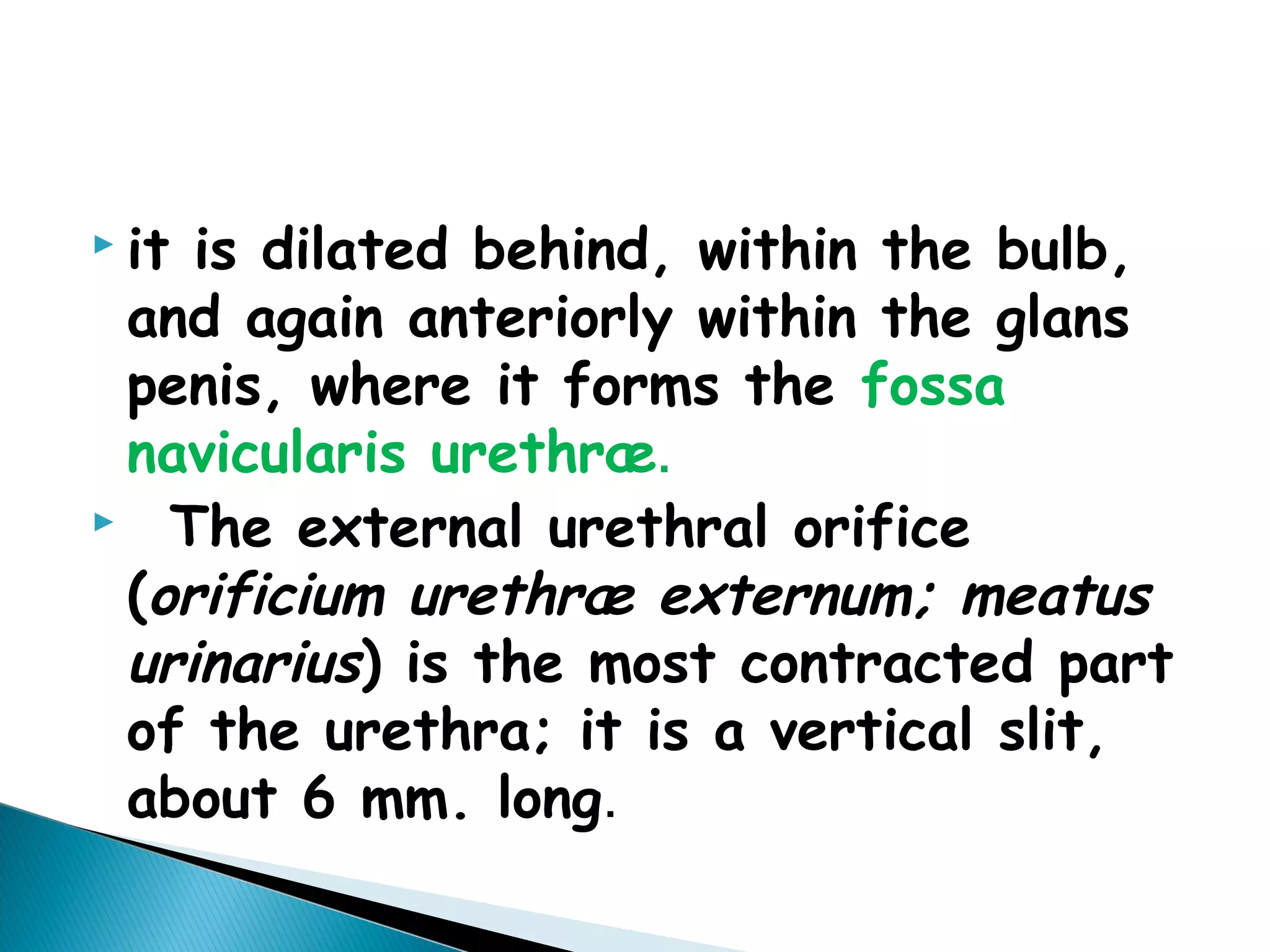 anatomy of male urethra | PPT