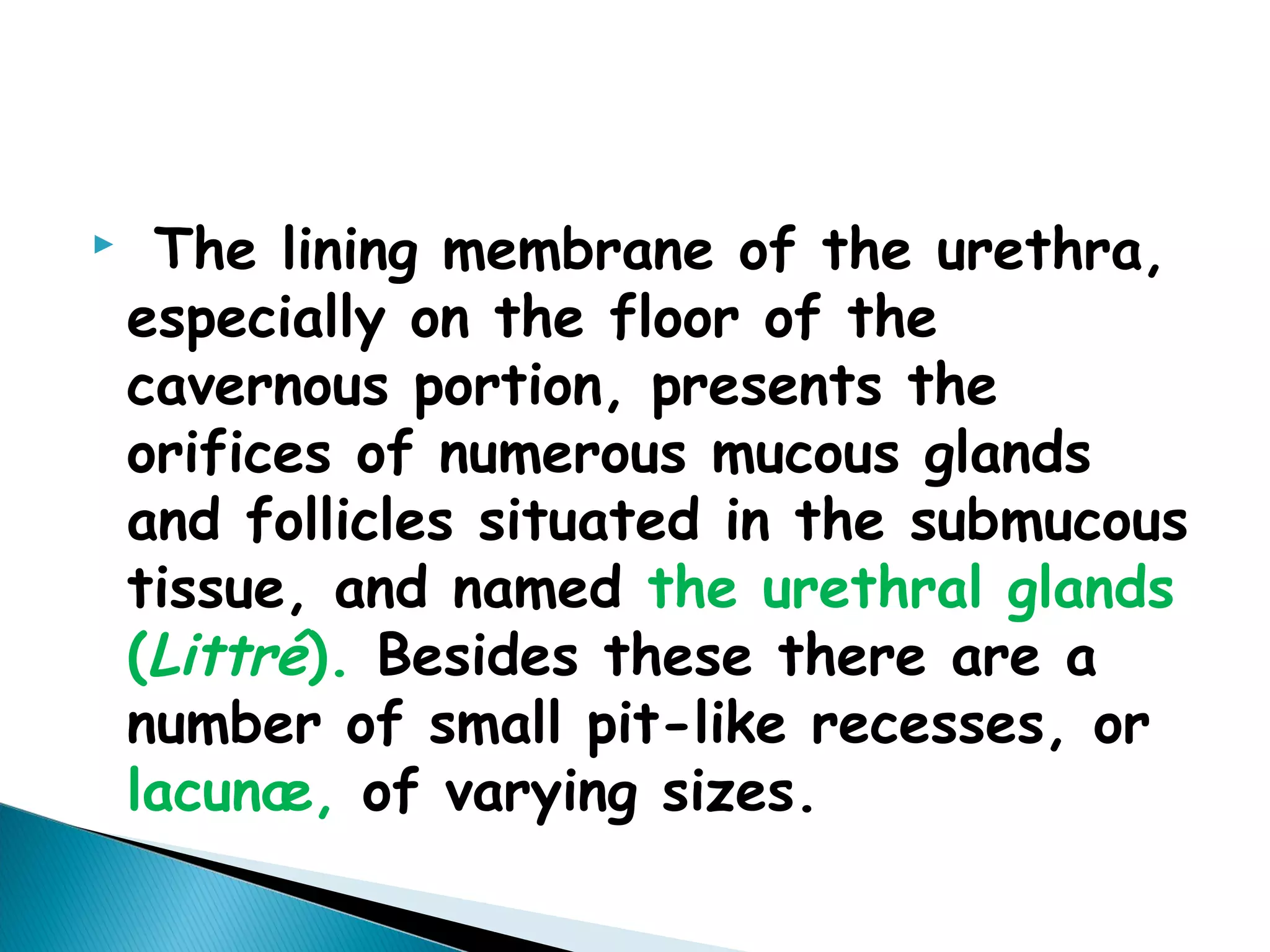 anatomy of male urethra | PPT