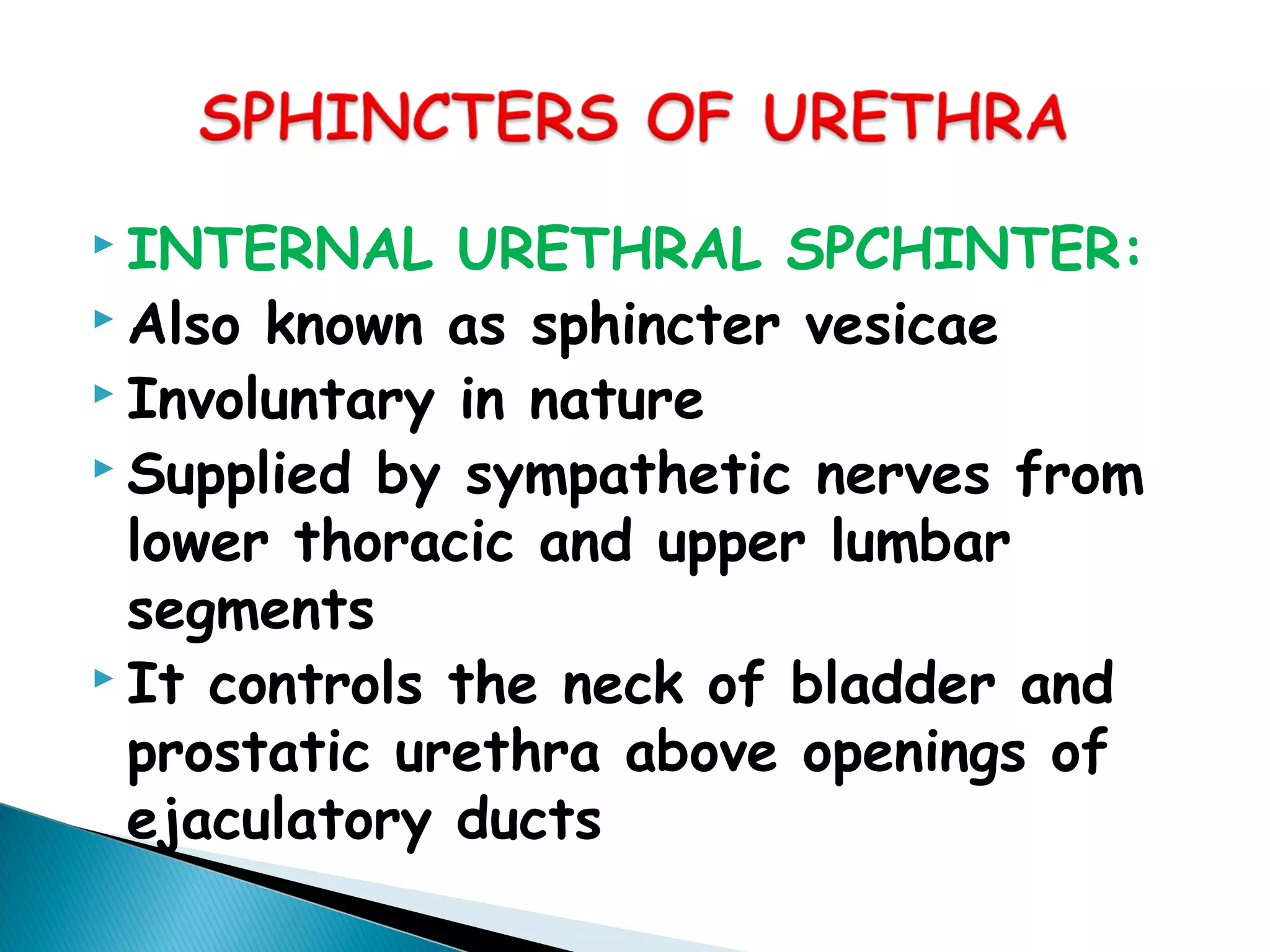 anatomy of male urethra | PPT