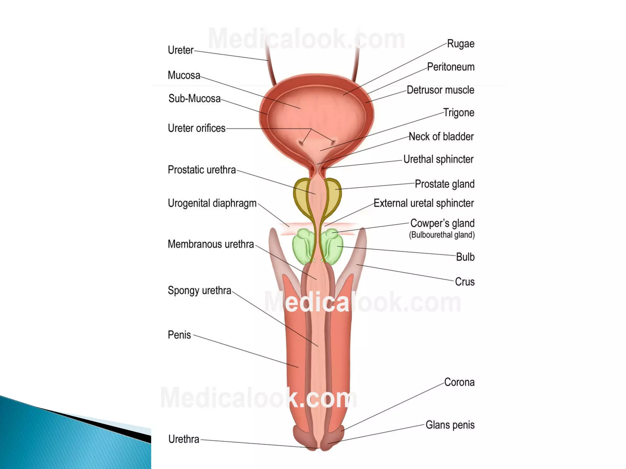 anatomy of male urethra | PPT