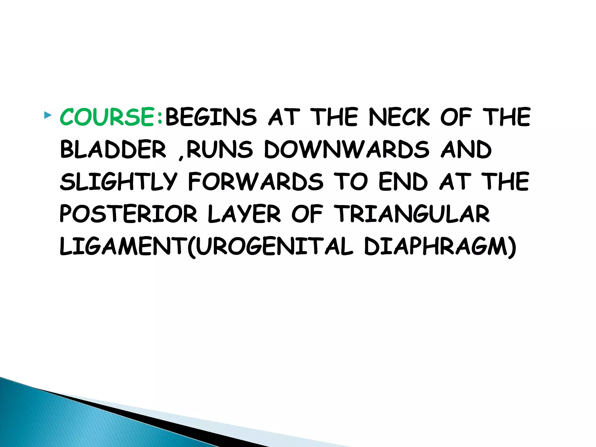 anatomy of male urethra | PPT