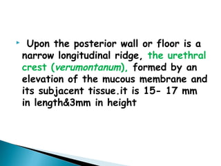 anatomy of male urethra | PPT