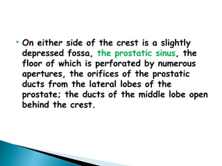 anatomy of male urethra | PPT