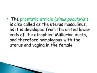 anatomy of male urethra | PPT