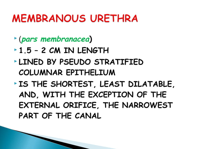 anatomy of male urethra | PPT