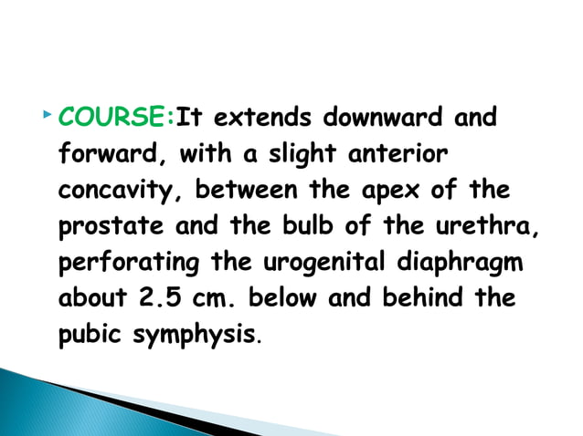 anatomy of male urethra | PPT